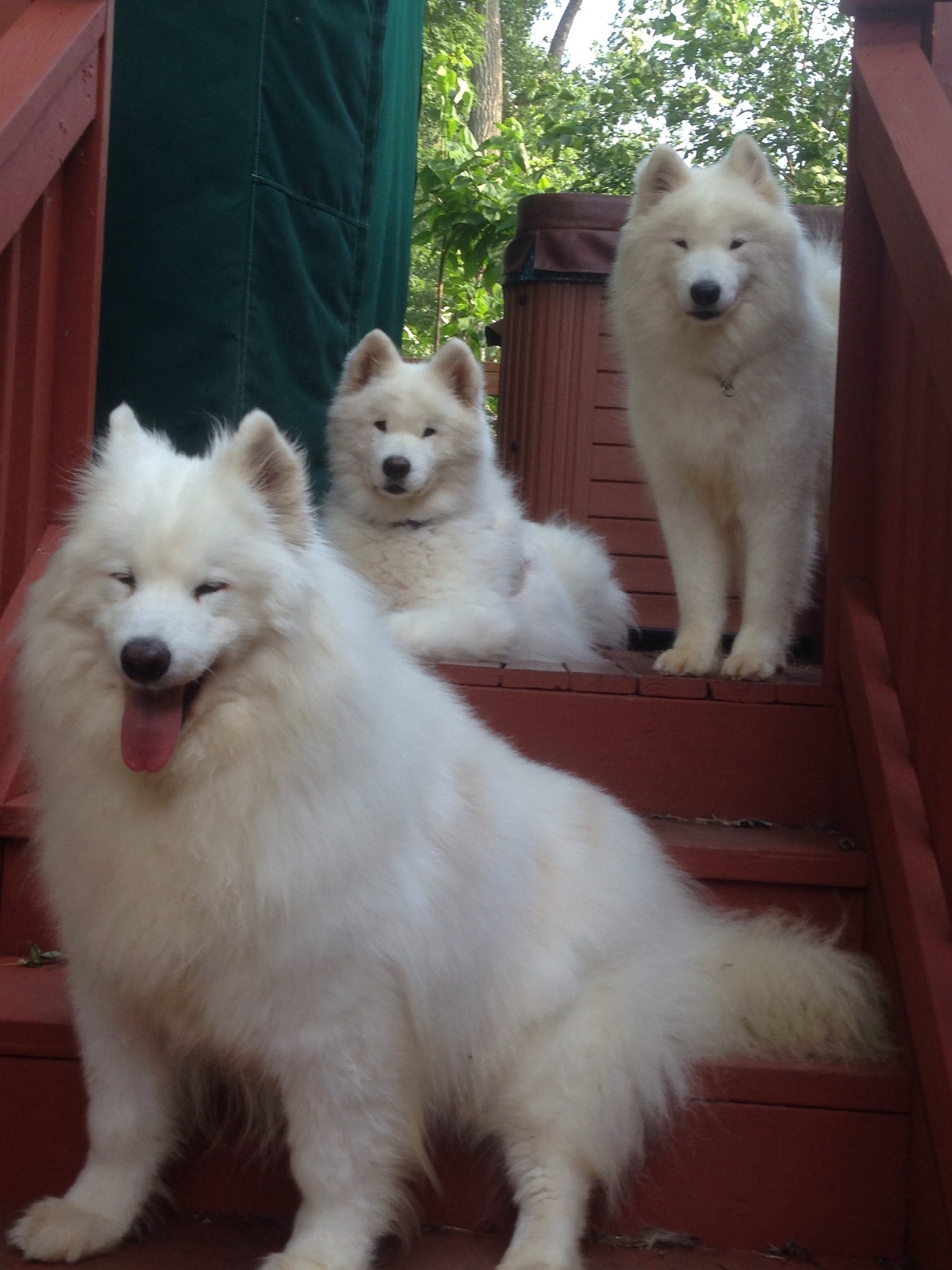 National Samoyed Rescue